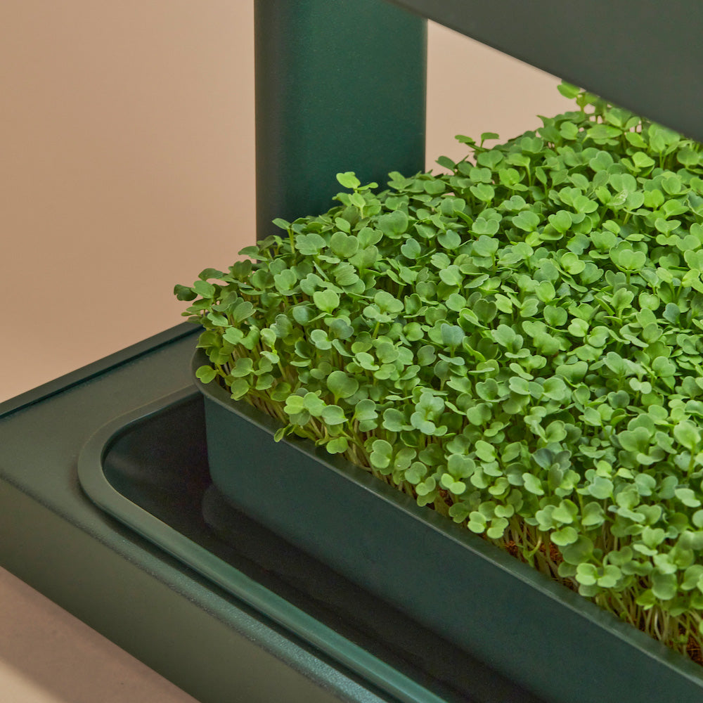 The Fieldhouse | Grow Nutrient Dense Micro Greens - Leath